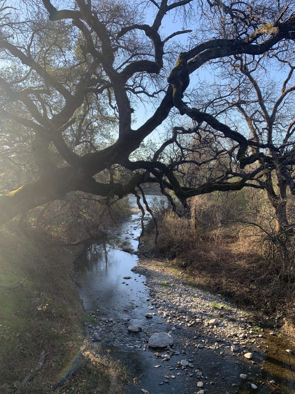 Despite Ongoing Public Concern Council Selects MIG/Populous To Lead ...